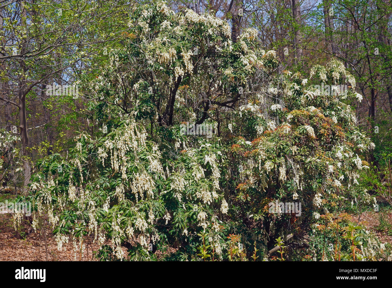 Japanese andromeda (Pieris japonica). Known as Japanese pieris also ...
