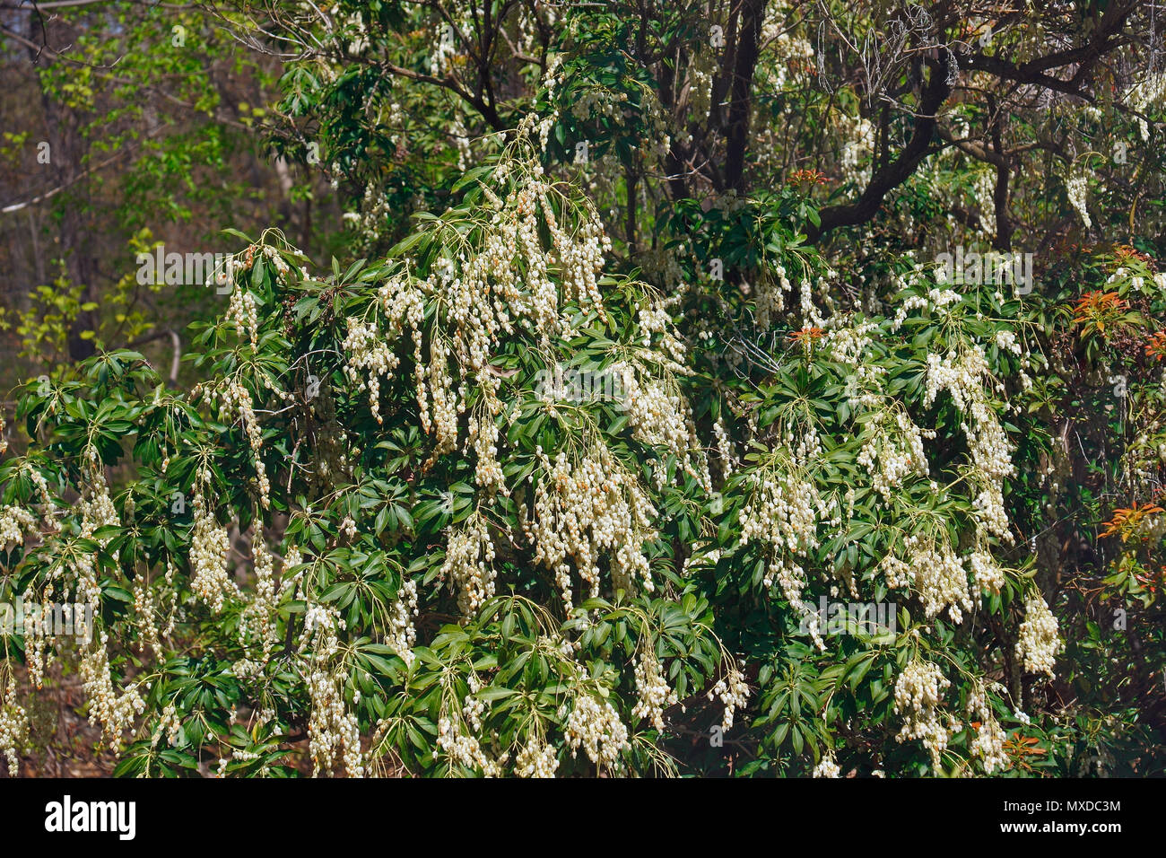 Japanese andromeda (Pieris japonica). Known as Japanese pieris also ...