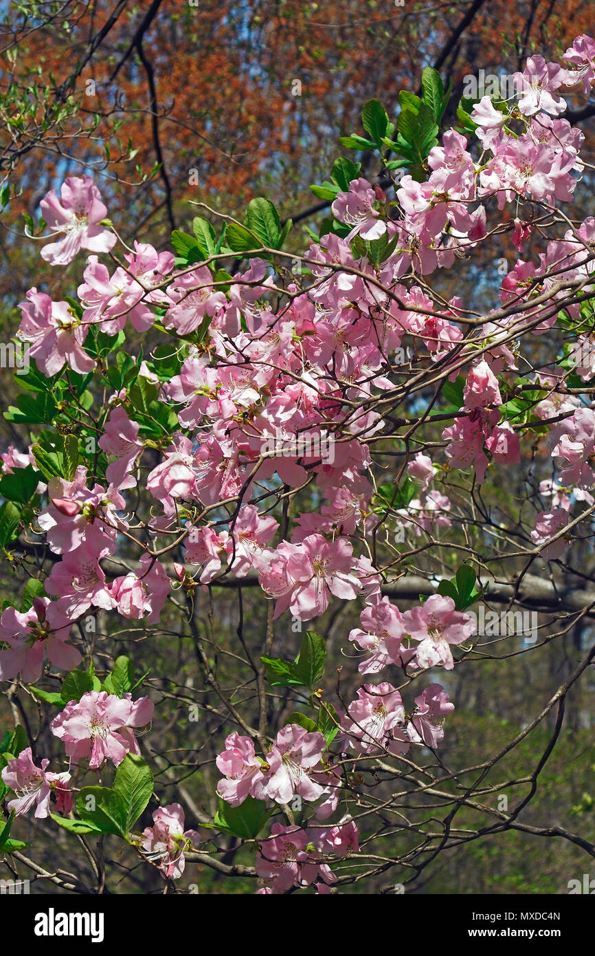 Royal azalea (Rhododendron schlippenbachii Stock Photo - Alamy