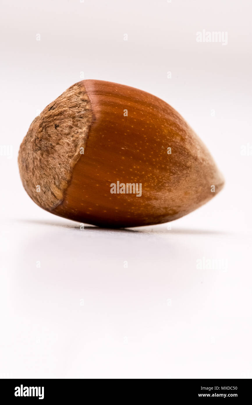 hazelnut with shell on isolated white background Stock Photo - Alamy