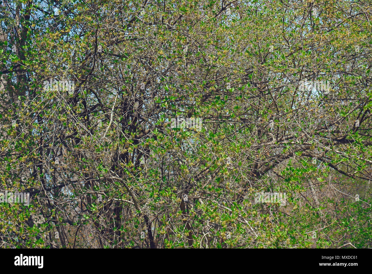 Cornelian cherry (Cornus mas). Known as European cornel and Cornelian ...
