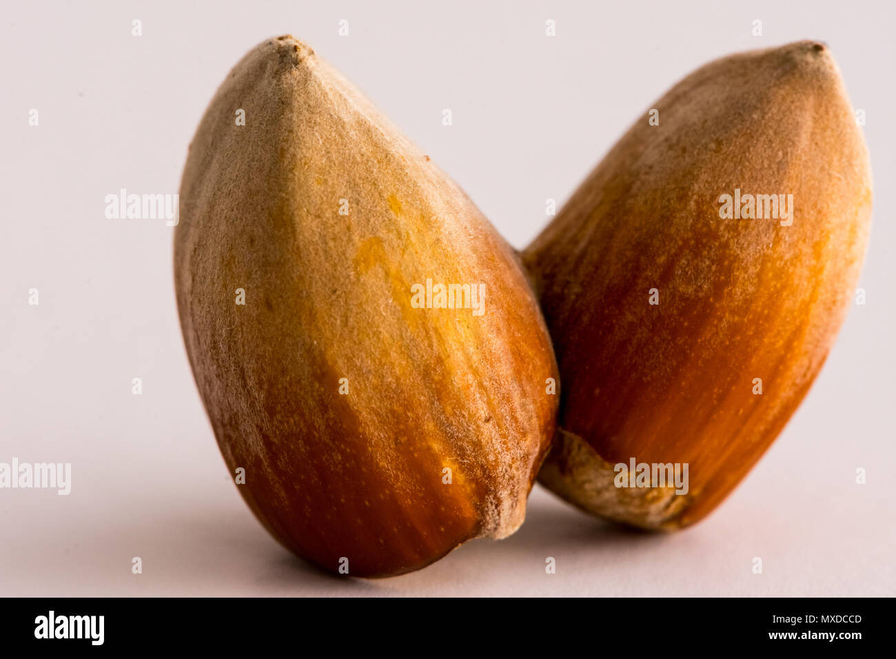hazelnut with shell on isolated white background Stock Photo - Alamy