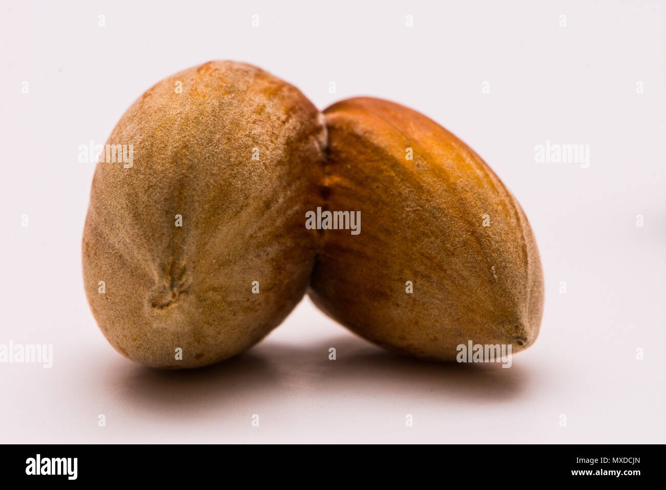 hazelnut with shell on isolated white background Stock Photo - Alamy