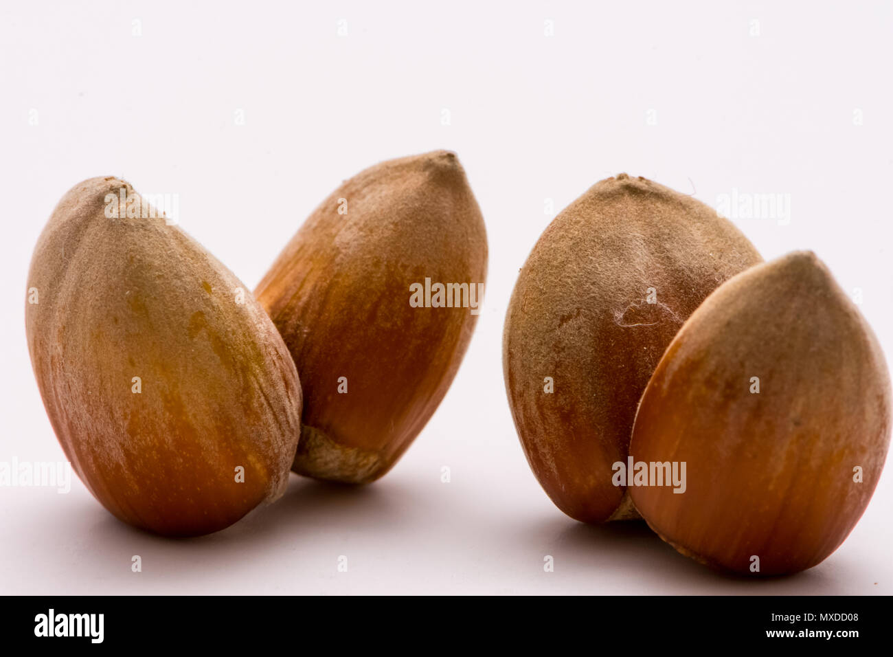 hazelnut with shell on isolated white background Stock Photo - Alamy