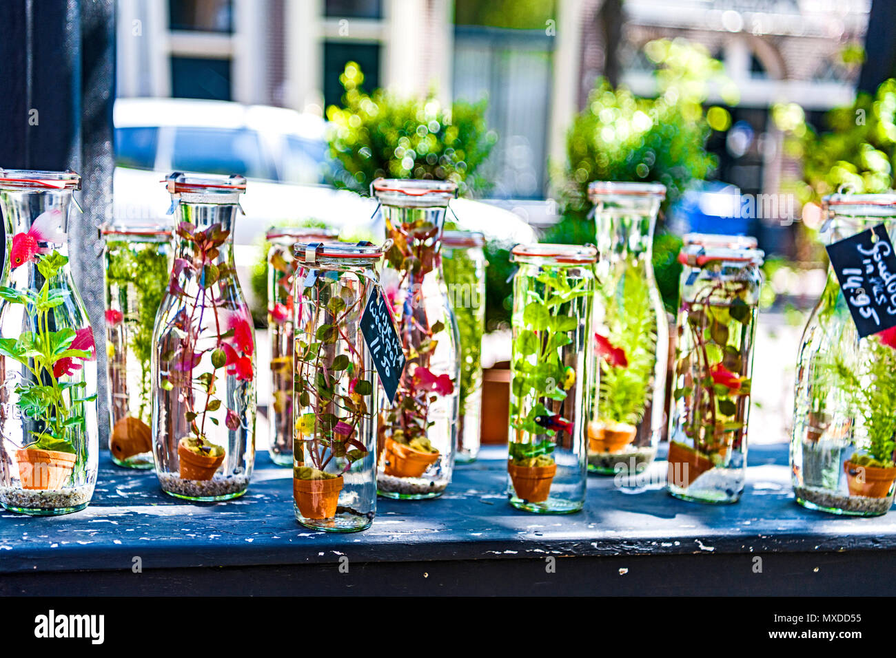 Leiden (South Holland, Netherlands): Flower Shop; Leiden (Südholland ...