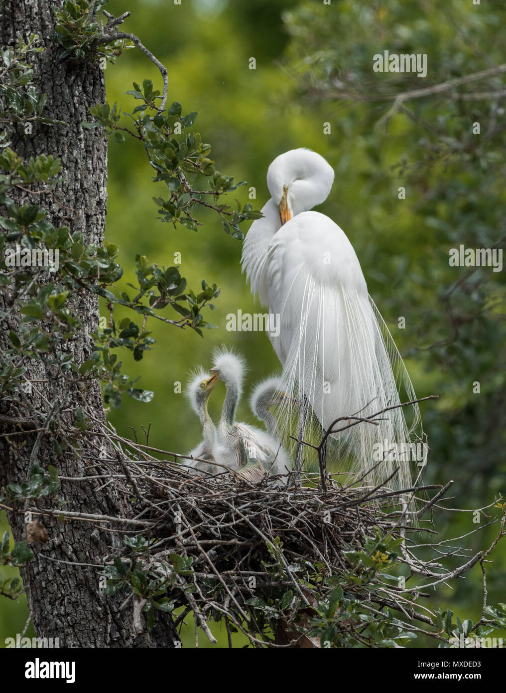 Little blue heron chicks hi-res stock photography and images - Alamy
