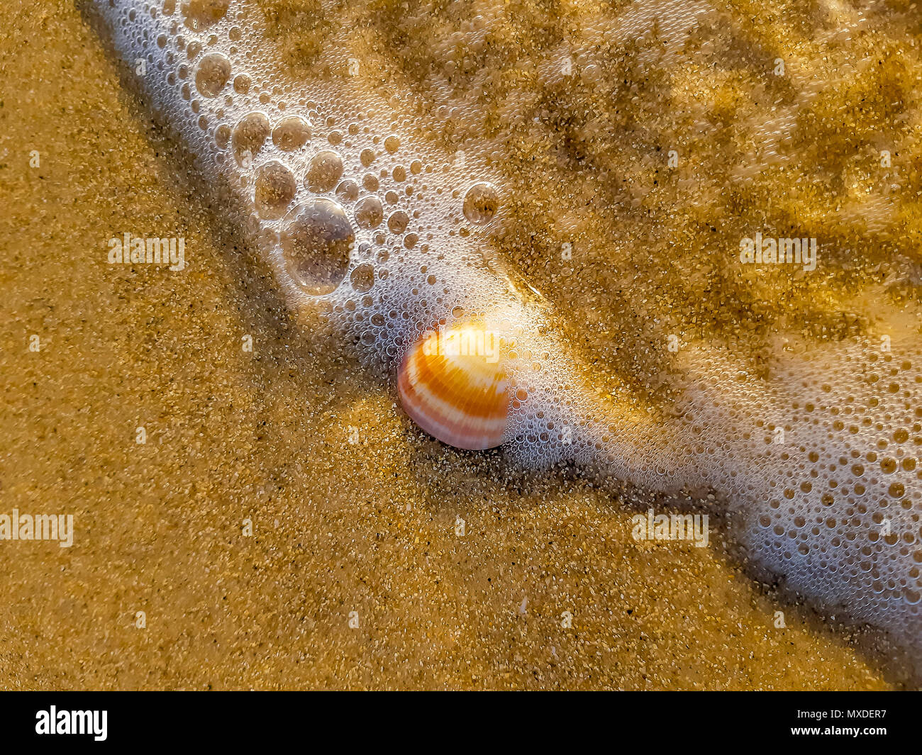 A pile of sand and seashells by the sea Stock Photo - Alamy