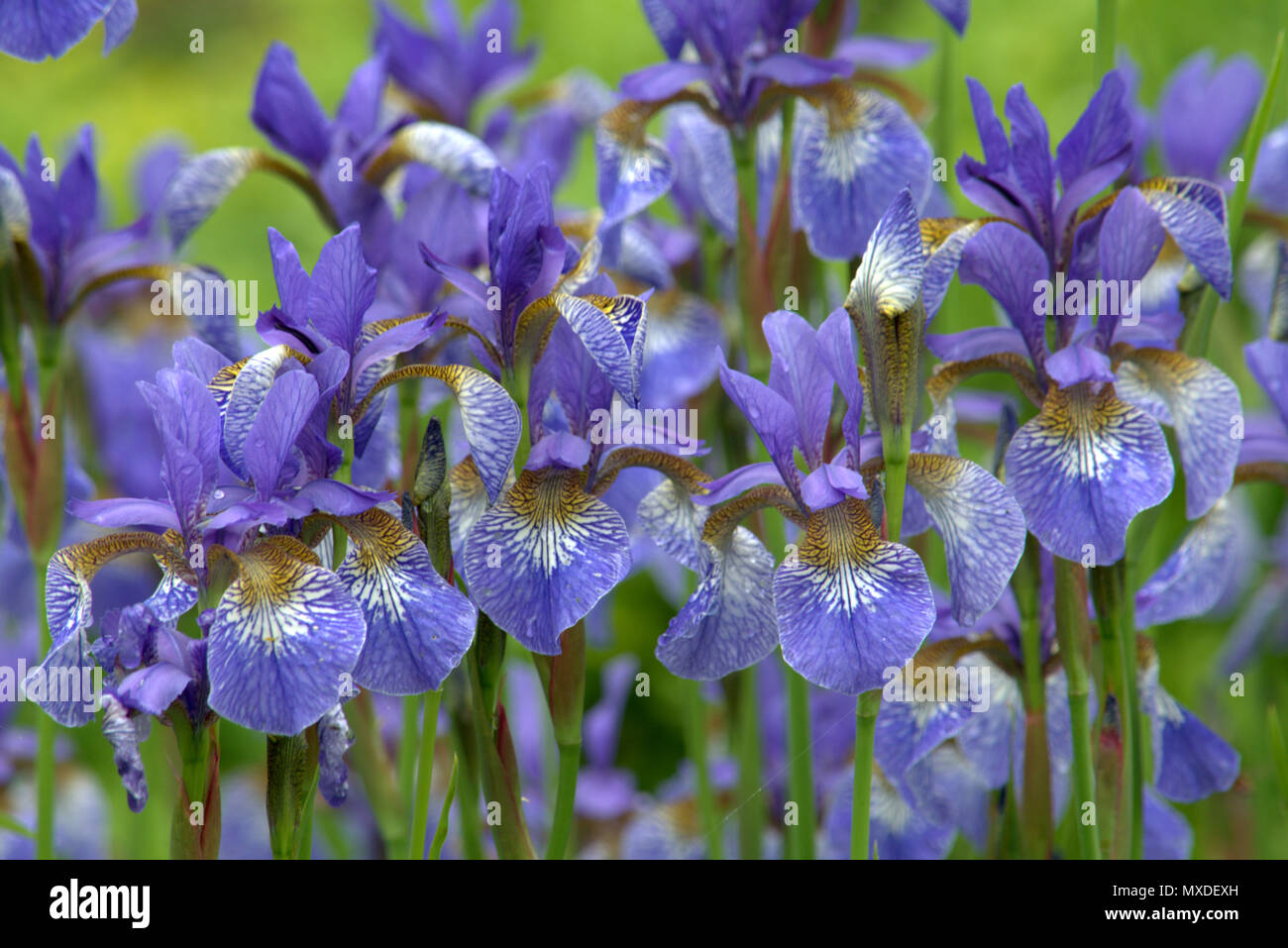 Bearded iris flowers Stock Photo - Alamy