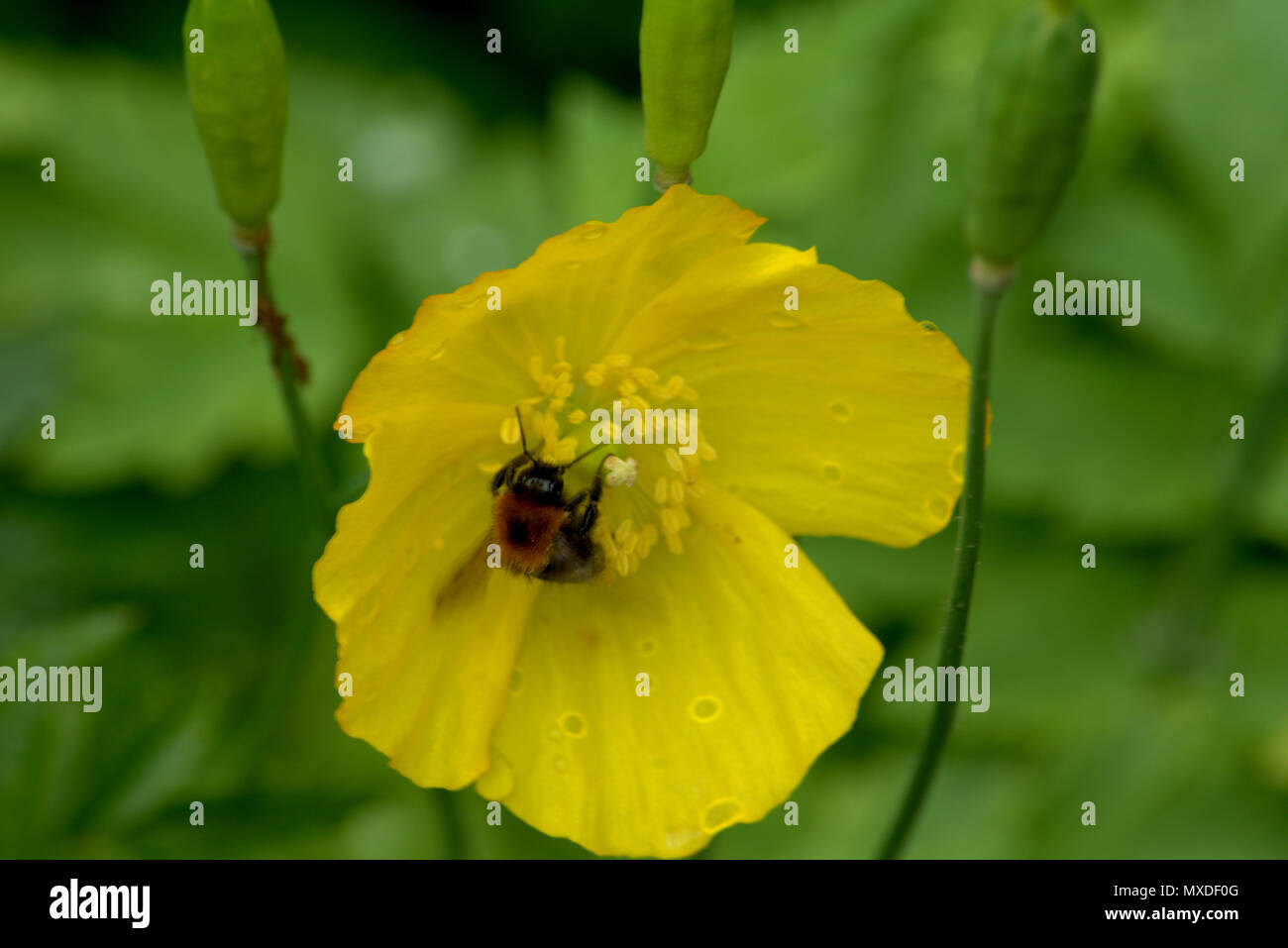 Insect pollinating a flower Stock Photo - Alamy