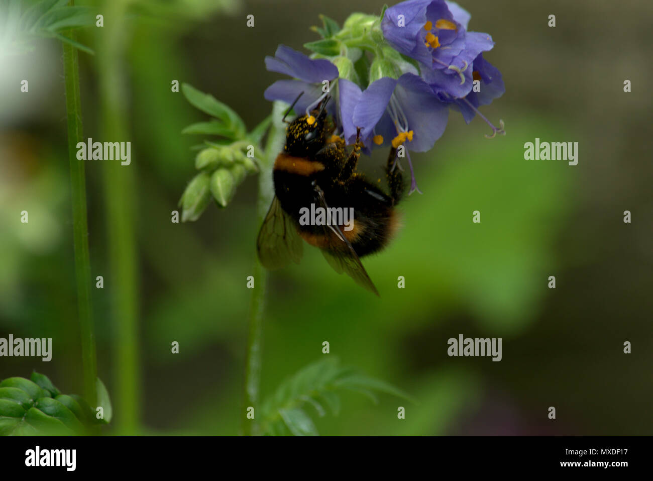 Insect pollinating a flower Stock Photo - Alamy