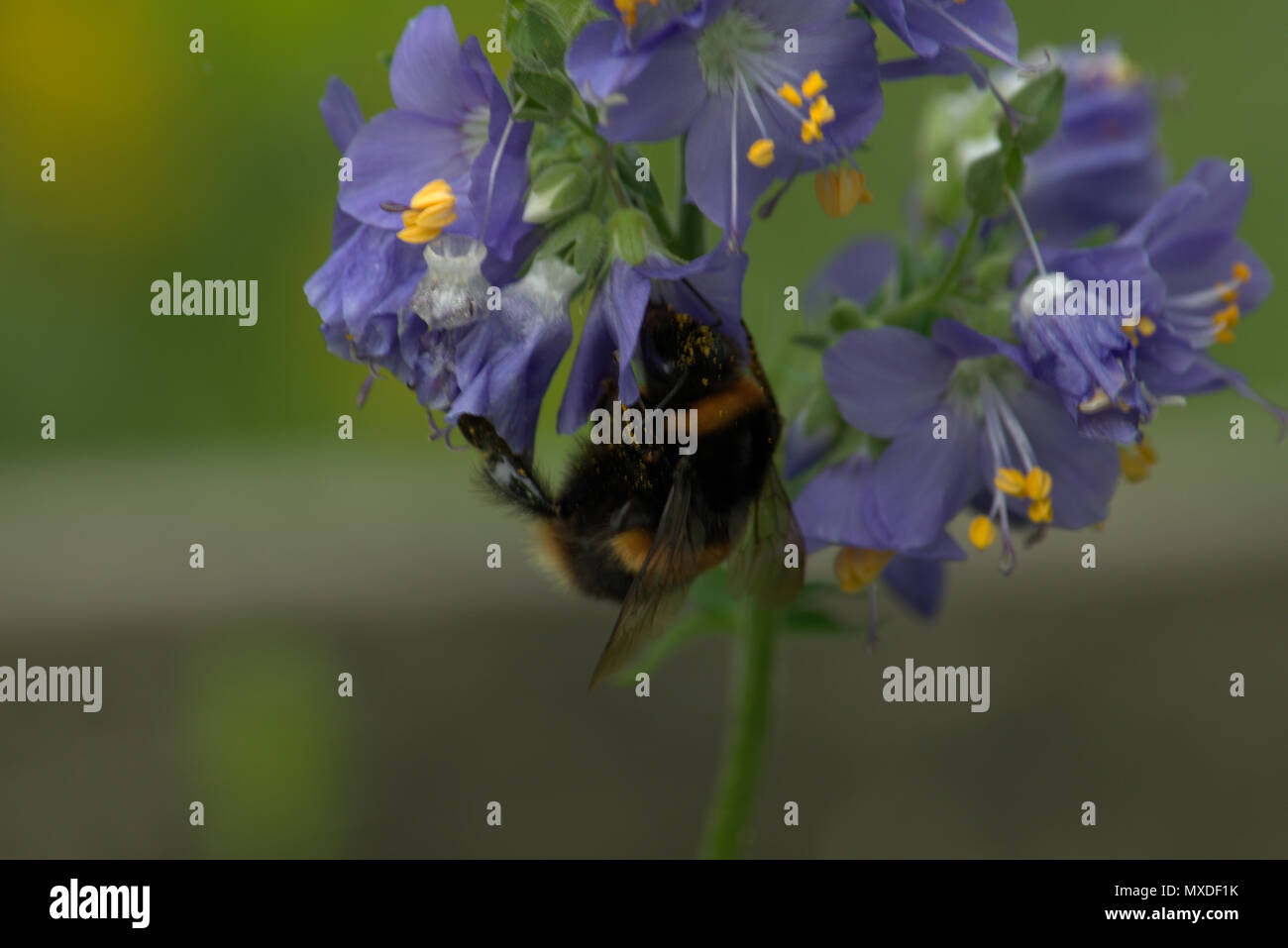 Insect pollinating a flower Stock Photo - Alamy