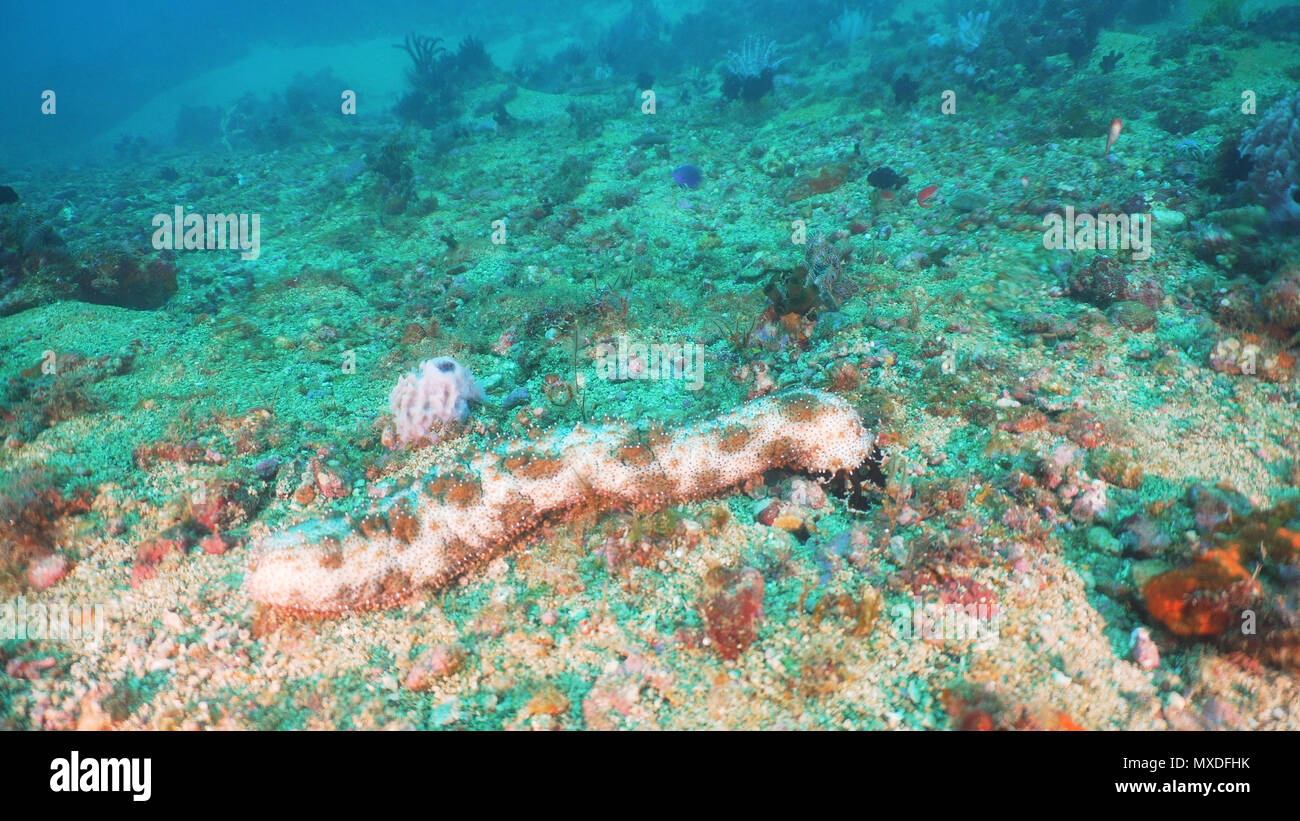 Sea cucumber on the coral reef, Holothuroidea . Philippines, Mindoro ...