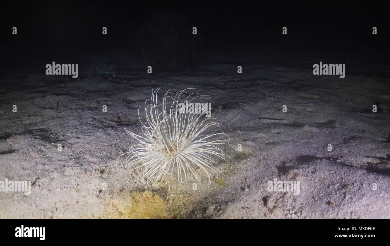 Sea anemone, actinia at night dive. Beautiful and poisonous creatures ...