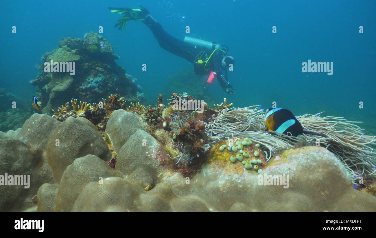 Scuba diver explores underwater coral reef and watching the fish.Scuba ...