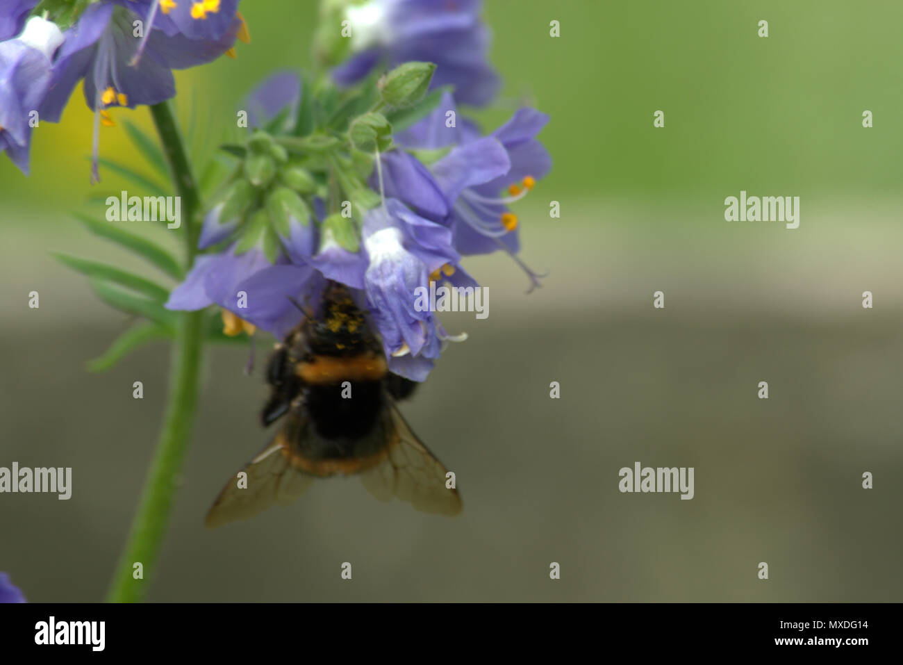 Insect pollinating a flower Stock Photo - Alamy