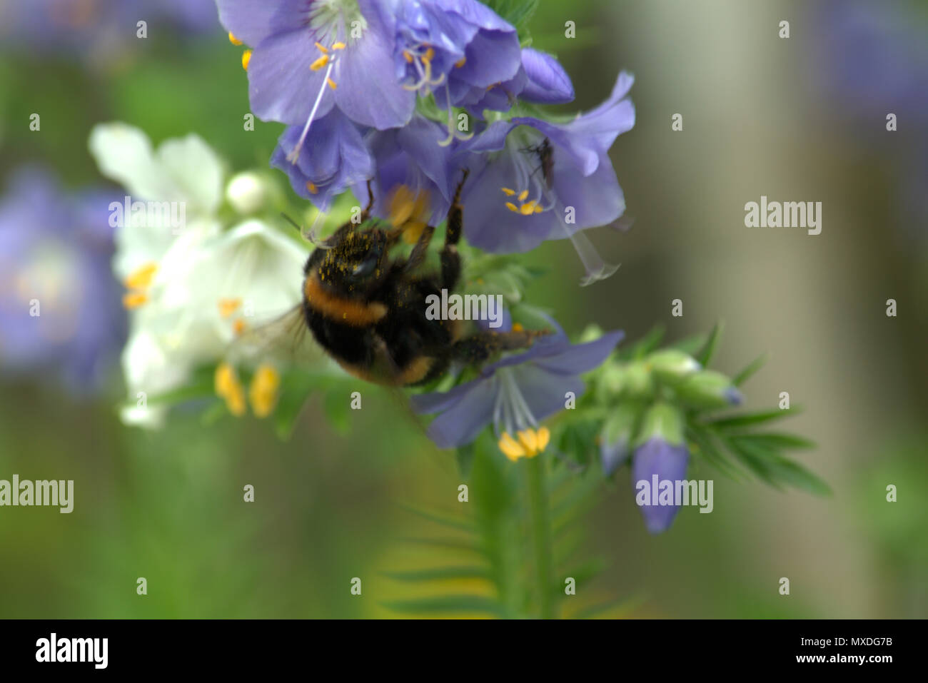 Insect pollinating a flower Stock Photo - Alamy