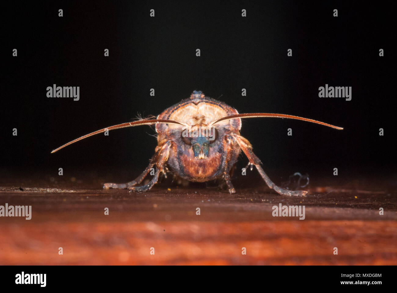 Landscape macro image of a Red Sword Grass moth, Xylena vetusta, at ...