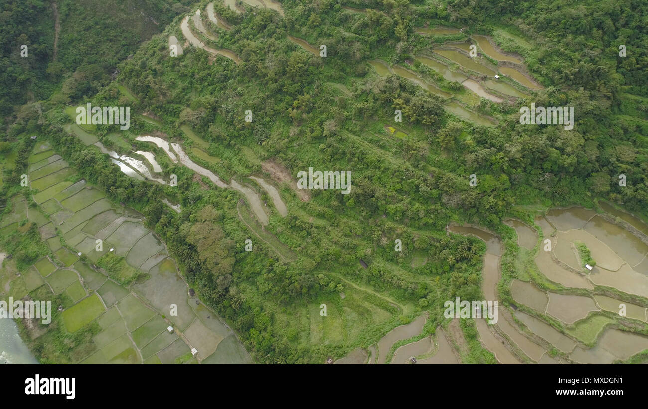 Aerial view of rice fields and agricultural land on the slopes of the ...