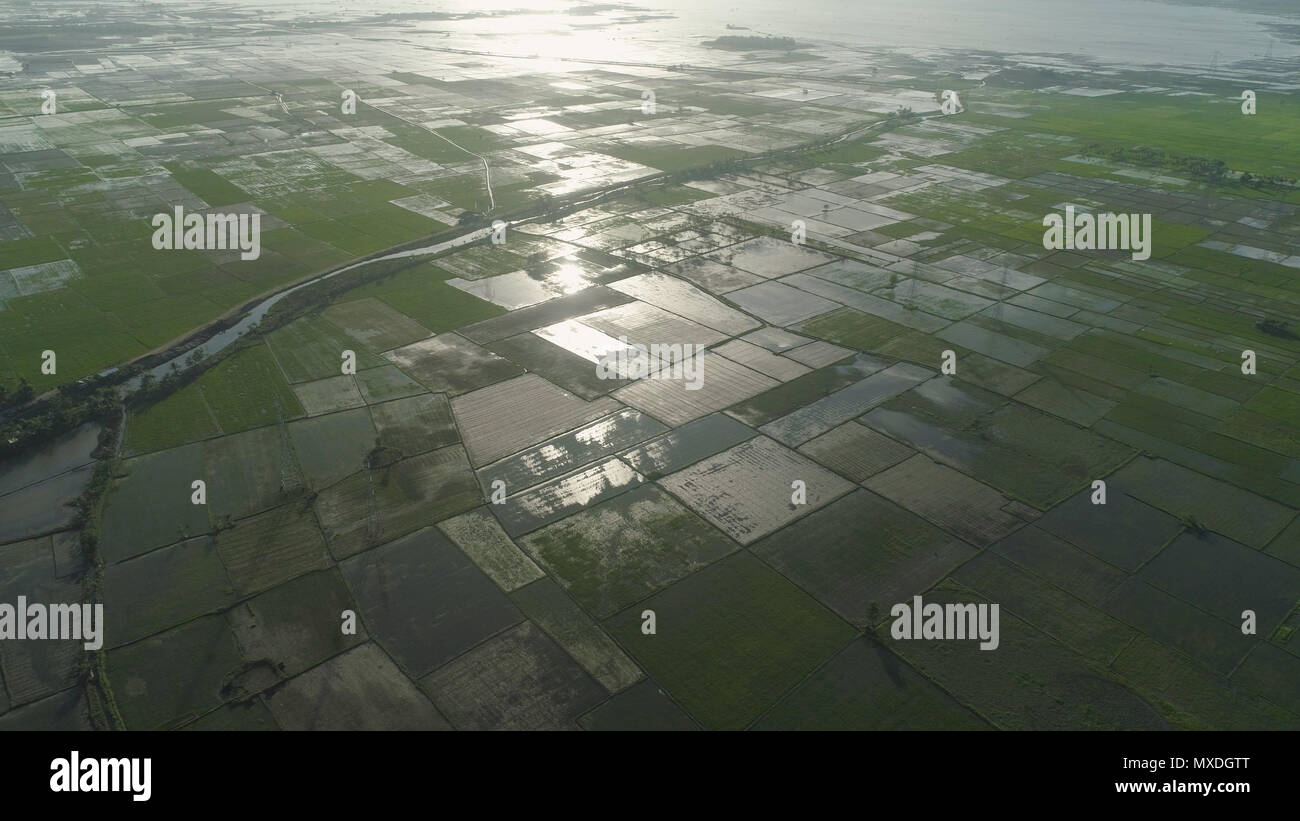 Aerial view of agricultural land, rice terraces near the lake Bato ...