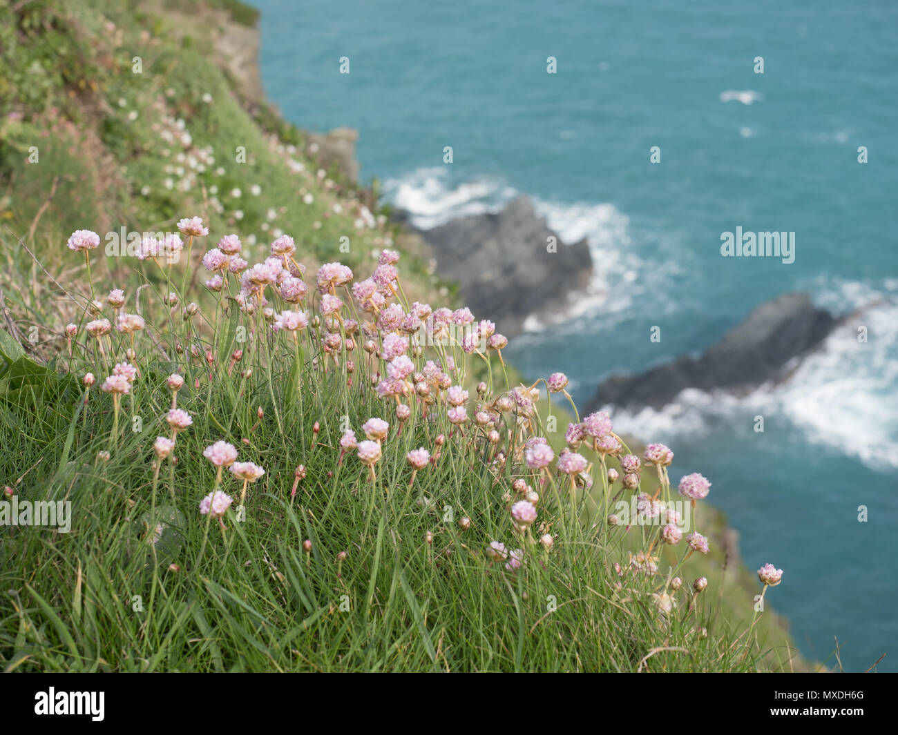 Housel Bay, The Lizard, Cornwall Stock Photo - Alamy
