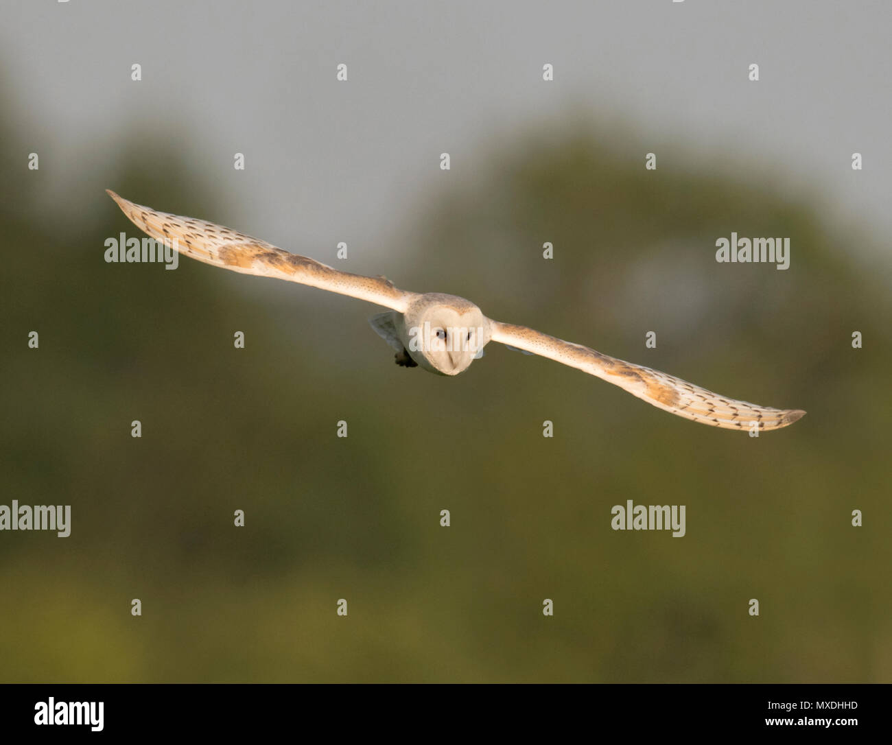 A wild Barn Owl (Tyto alba) glides over a Norfolk meadow hunting for ...
