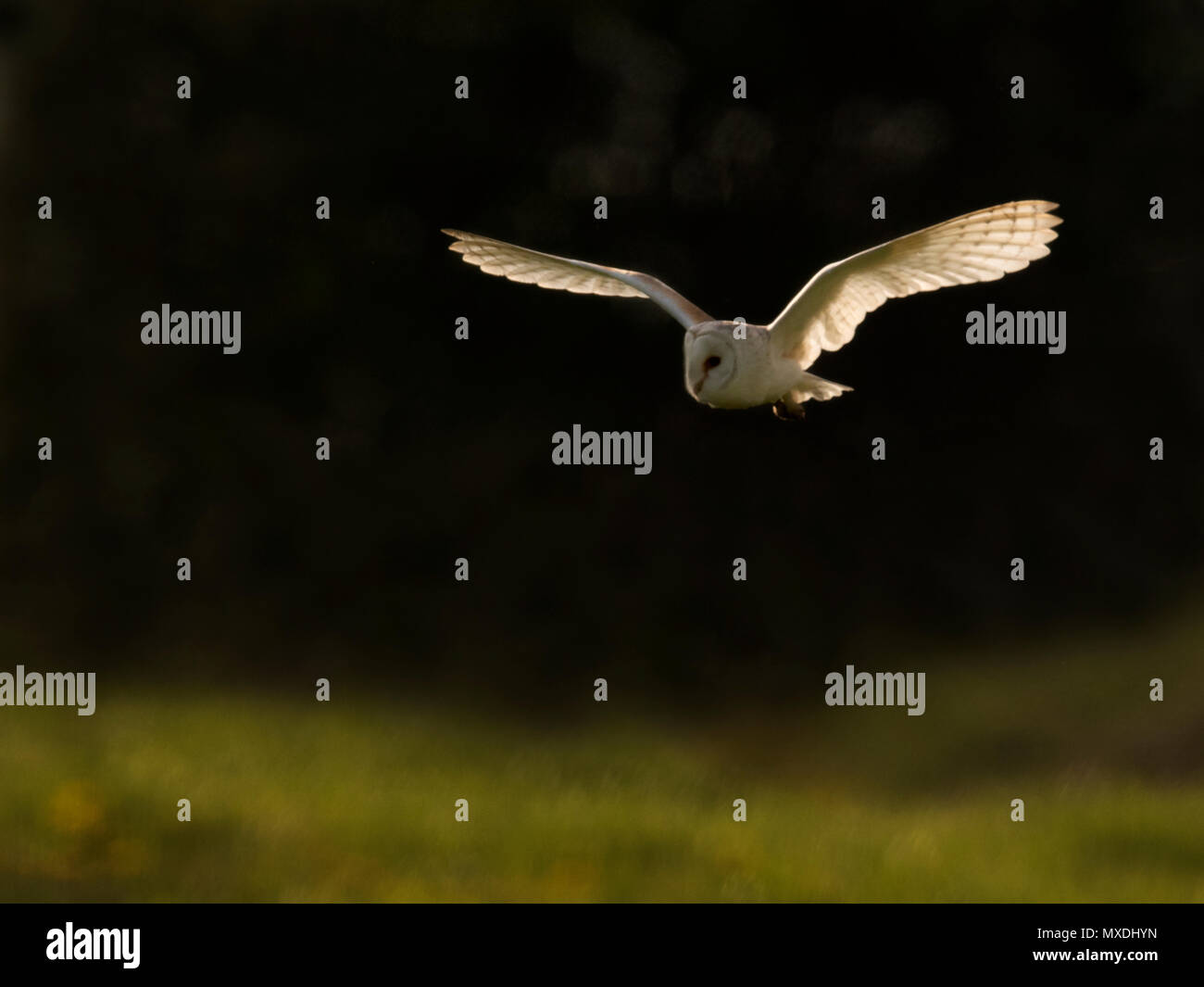 A wild Barn Owl (Tyto alba) in flight at sunset, Norfolk Stock Photo ...