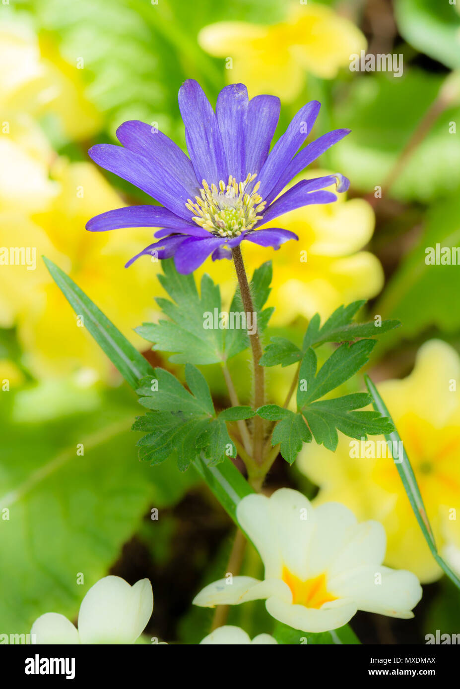 Purple windflower hi-res stock photography and images - Alamy