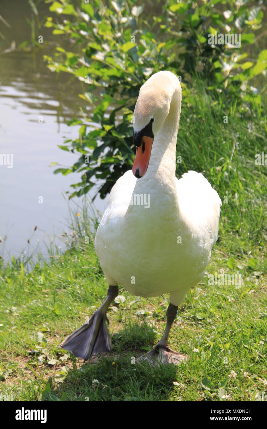 Swan Family in Citypark The Staddijk, Nijmegen. The Netherlands Stock ...