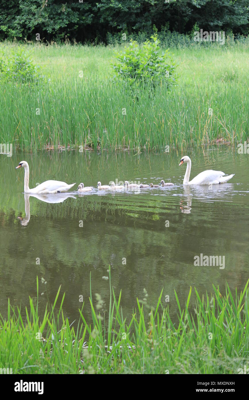 Swan family in Park Stock Photo - Alamy