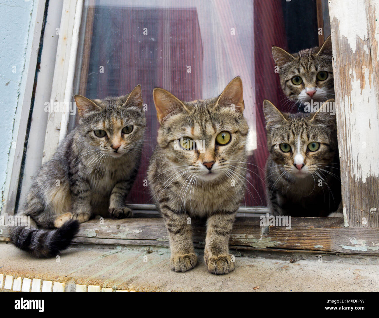 Cats sitting on window sill hi-res stock photography and images - Alamy