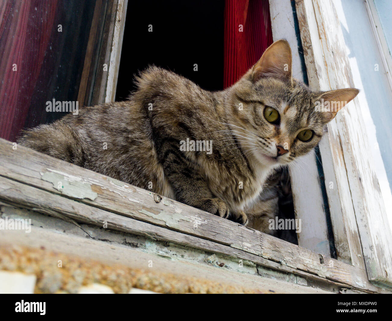 A homeless cat lies on the window of a destroyed house Stock Photo - Alamy