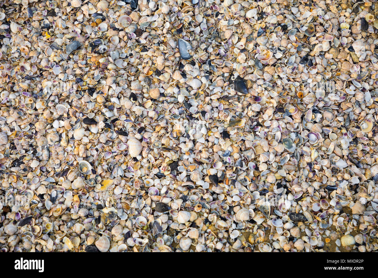Sea shells background Stock Photo - Alamy