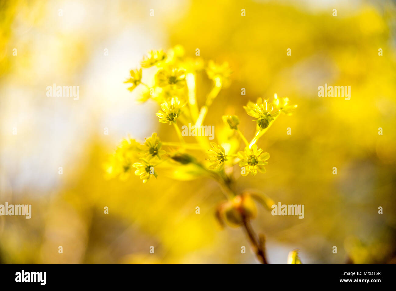 Maple blossom hi-res stock photography and images - Alamy