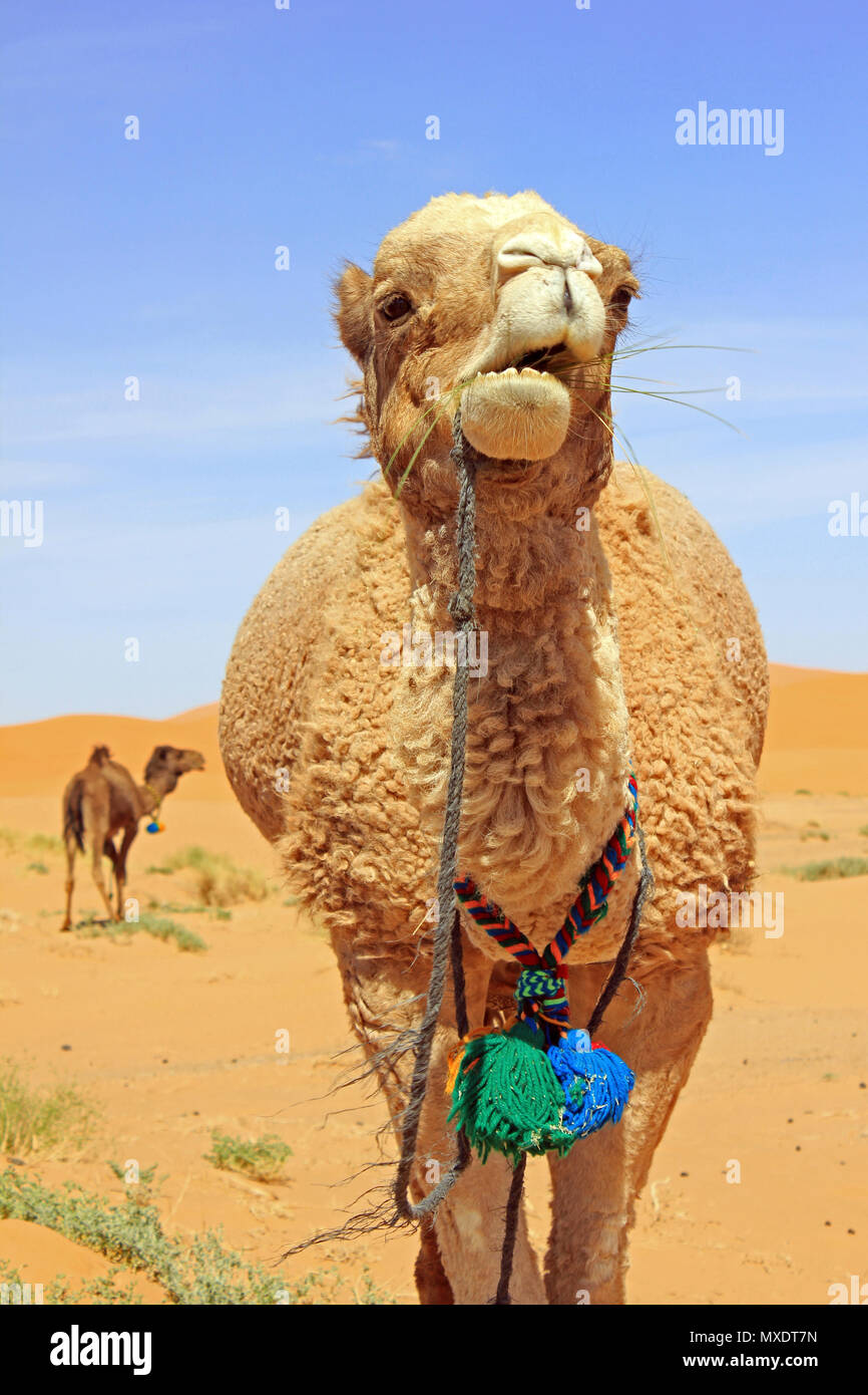 Camels in moroccan sahara hi-res stock photography and images - Alamy