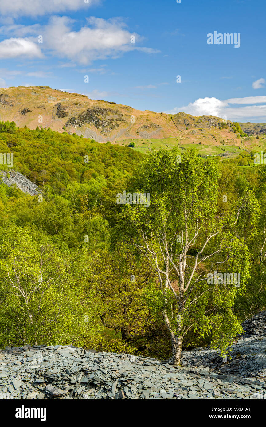 Silver Birch Landscape at Hodge Close Quarry in the Lake District Stock ...