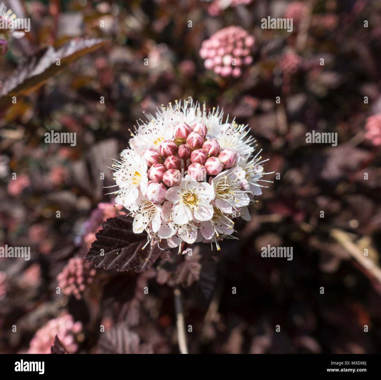 Lady in red hi-res stock photography and images - Alamy