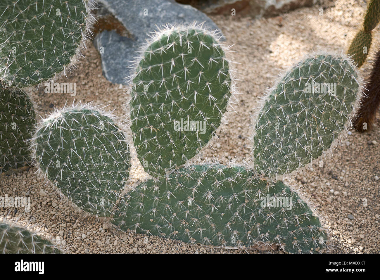 Opuntia scheeri plant Stock Photo - Alamy