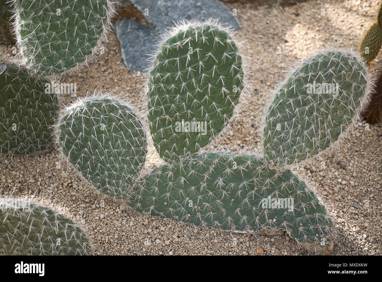Opuntia scheeri plant Stock Photo - Alamy