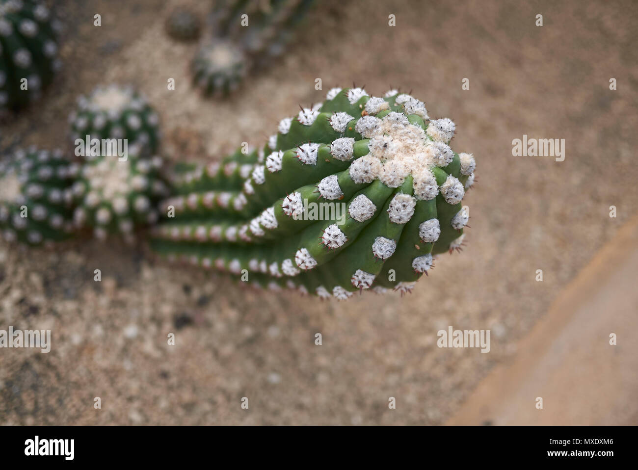 Cactus plant closeup Stock Photo - Alamy