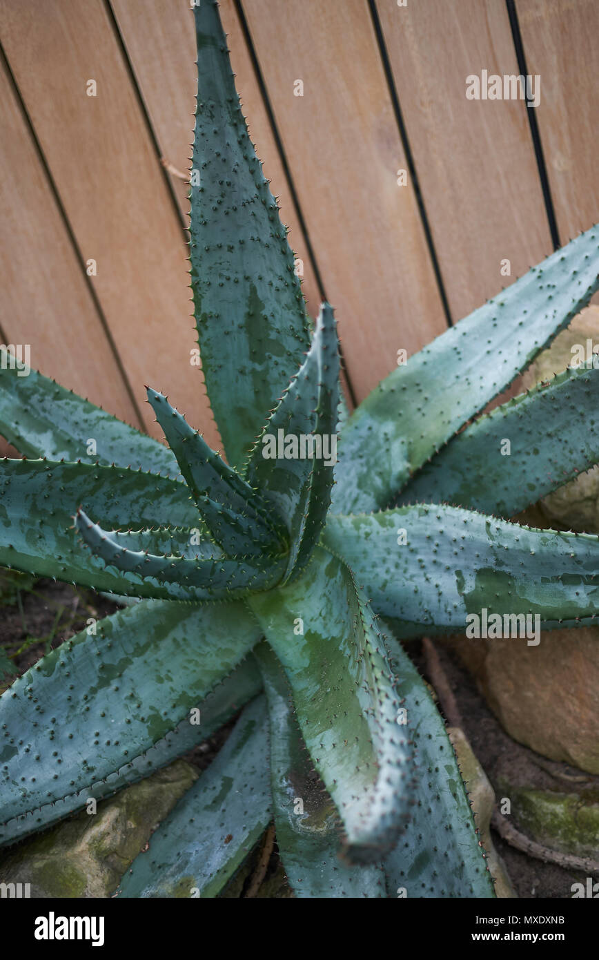 Aloe ferox plant Stock Photo - Alamy
