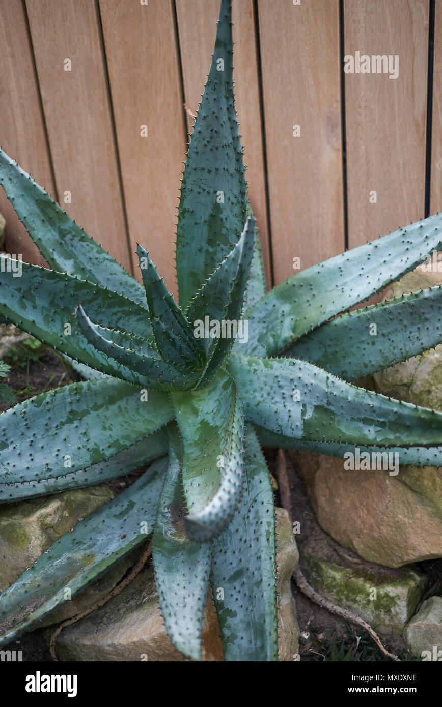 Aloe ferox plant Stock Photo - Alamy