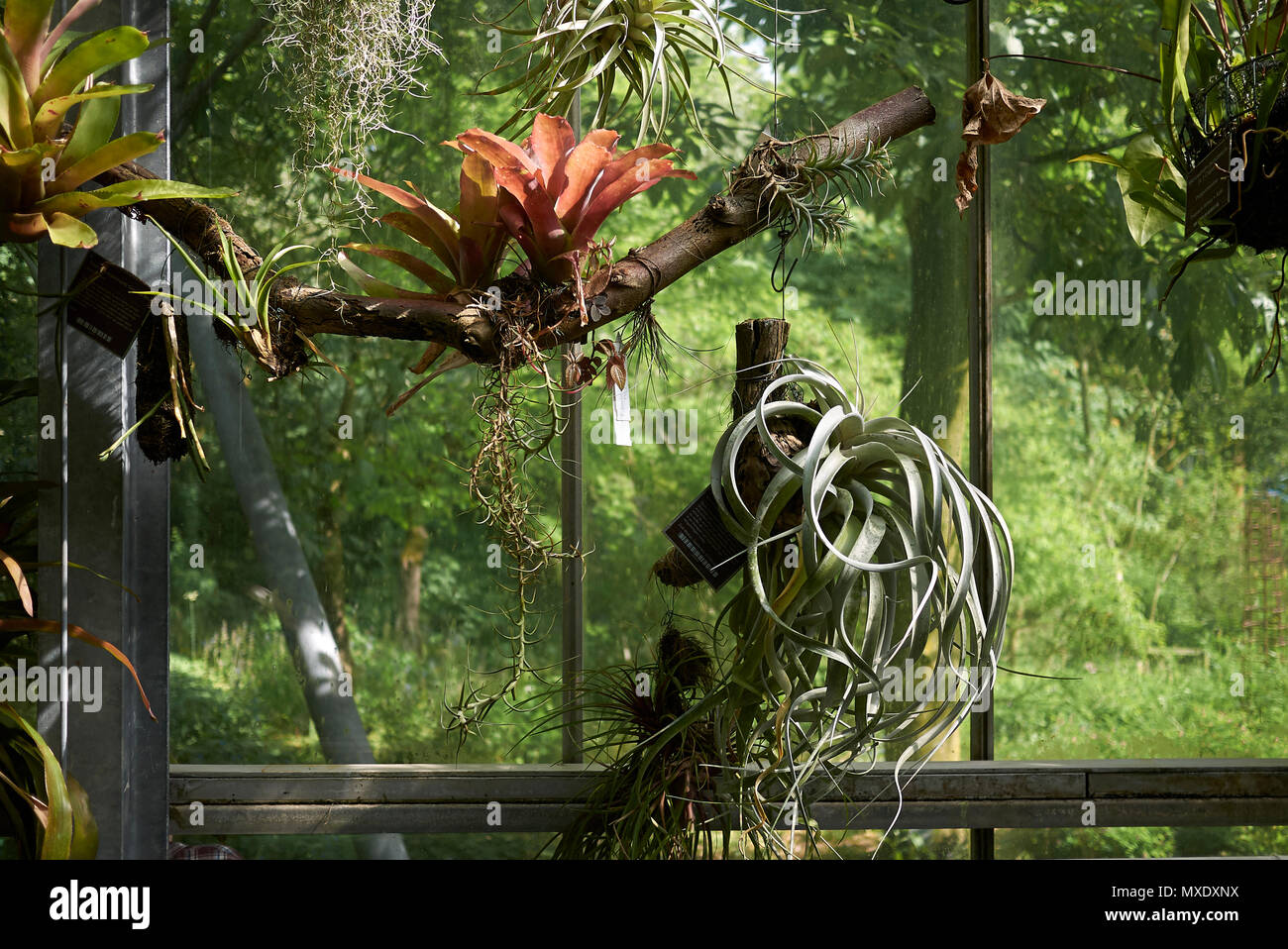 Tillandsias hi-res stock photography and images - Alamy