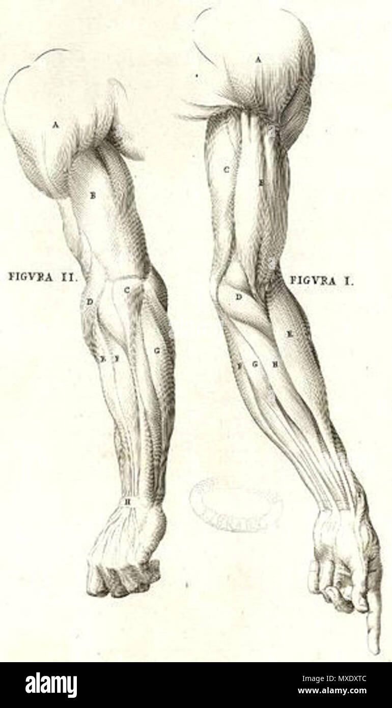 Muscular system diagram hi-res stock photography and images - Alamy
