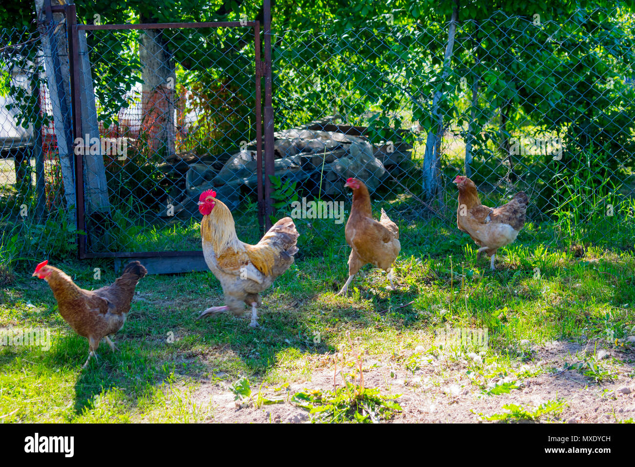 hens laying hen in the yard in the yard with a rooster on the farm ...
