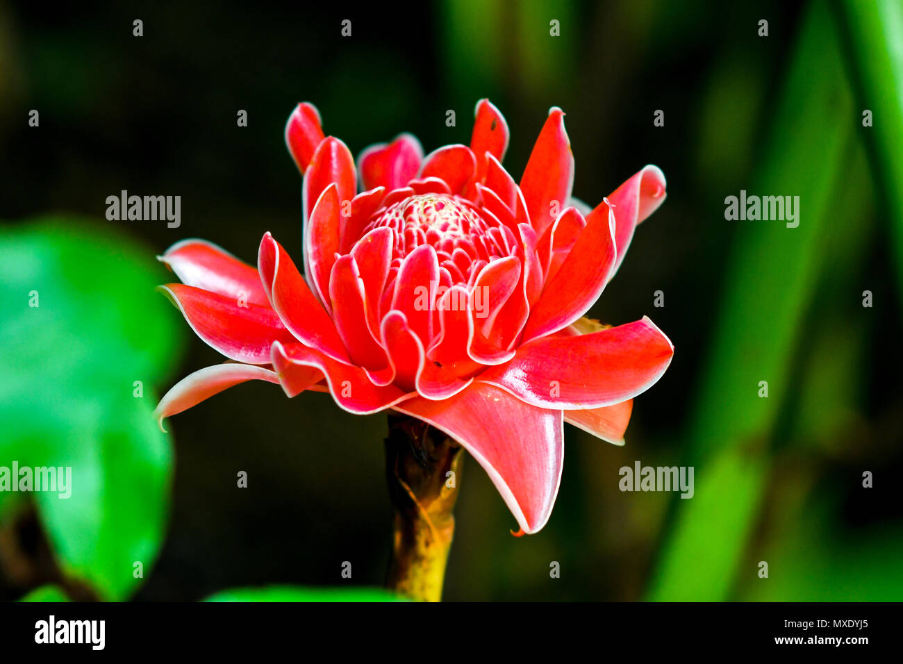 Philippine wax flower hi-res stock photography and images - Alamy