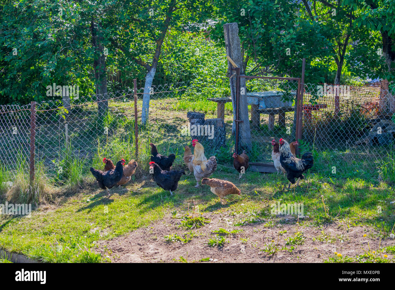hens laying hen in the yard in the yard with a rooster on the farm ...
