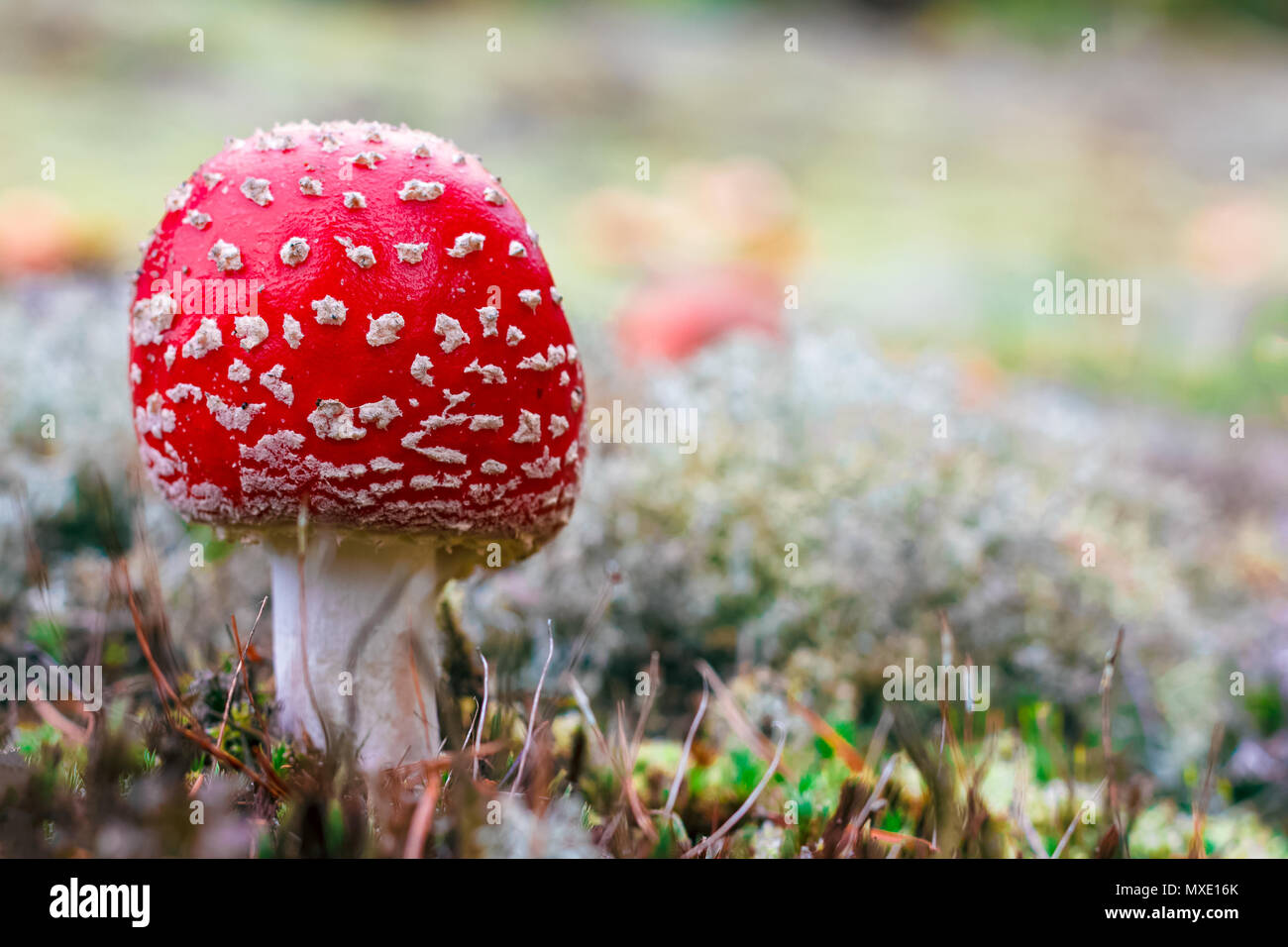 Amanita Muscaria. Red poisonous Fly Agaric mushroom in forest Stock ...