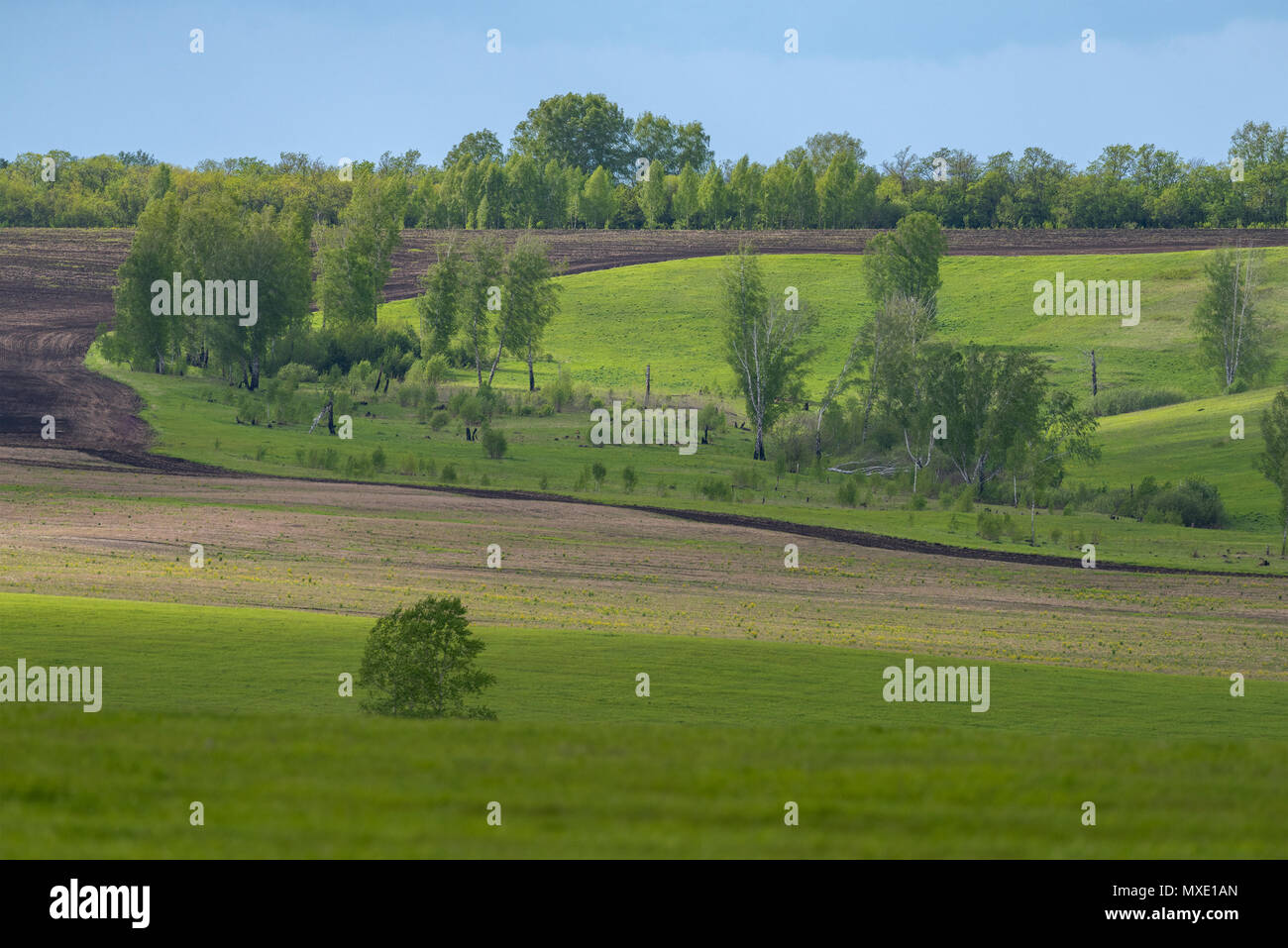 Summer landscape. Field with birches. Natural background Stock Photo ...