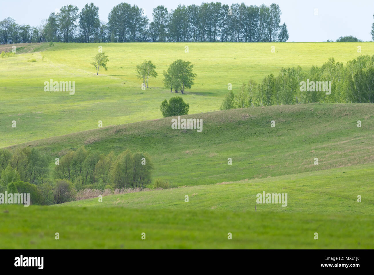 Summer landscape. Field with birches. Natural background Stock Photo ...
