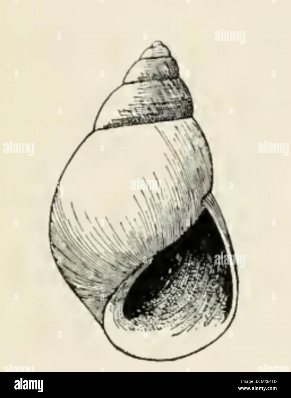 . English: Odostomia tenuisculpta Carpenter, 1864 (synonym: Odostomia ...